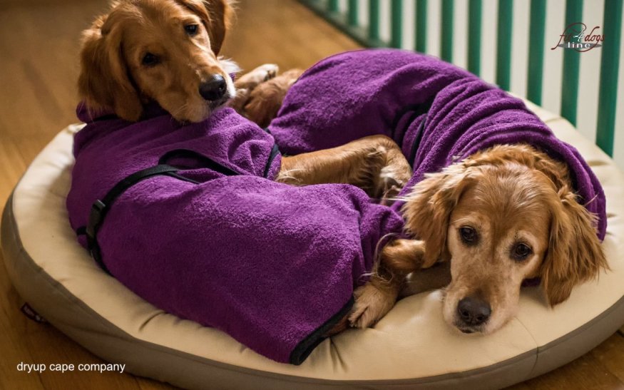 DryupⒸ Cape Standard - Bilberry | fit4dogs.de